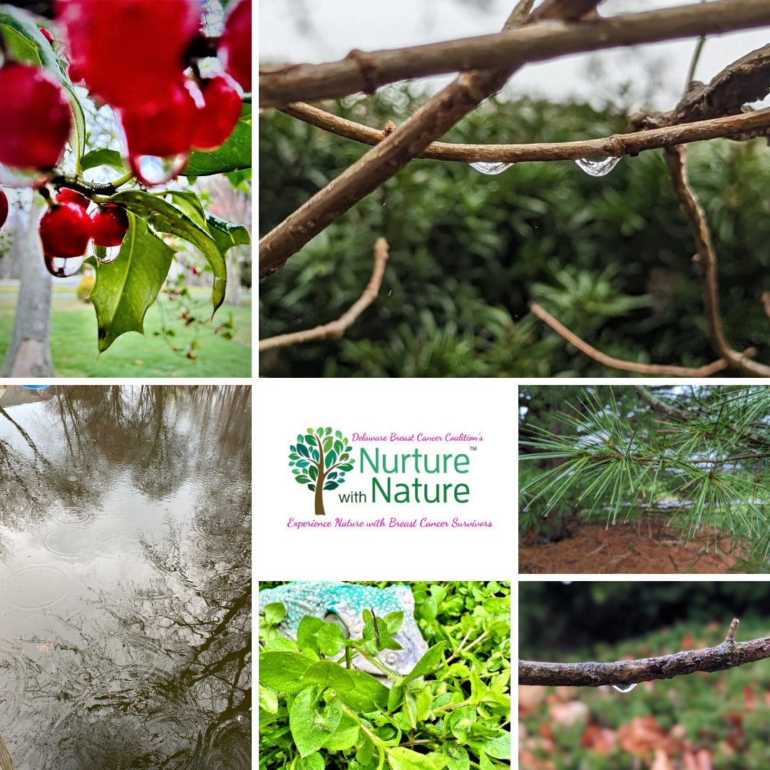 Nuture with Nature At Home Photograpy Challenge: Blooming or Budding ...