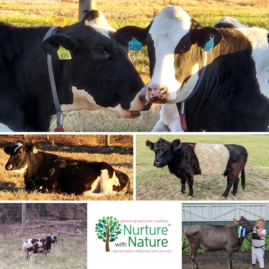 Nurture with Nature at Home Photography Challenge: Birds – Delaware ...